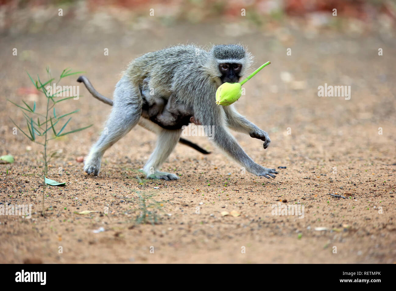 Vervet monkey, adult female with young, Kruger Nationalpark, South ...