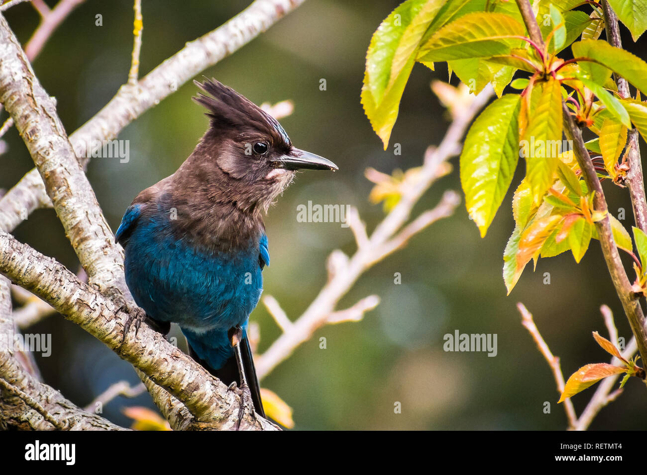 Steller’s jay california forest hi-res stock photography and images - Alamy