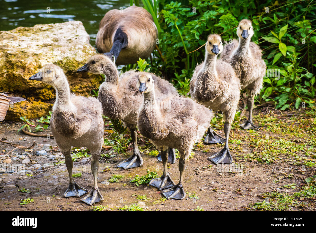 A group of goslings not yet fully grown, fresh out of the water, Golden ...