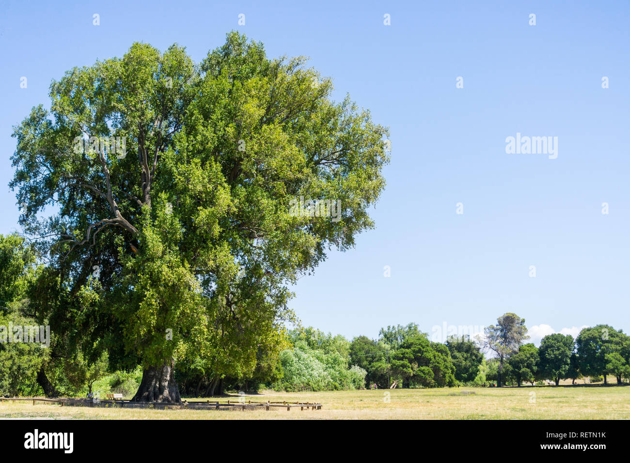 Large California bay laurel tree, Rancho San Antonio County Park, south ...