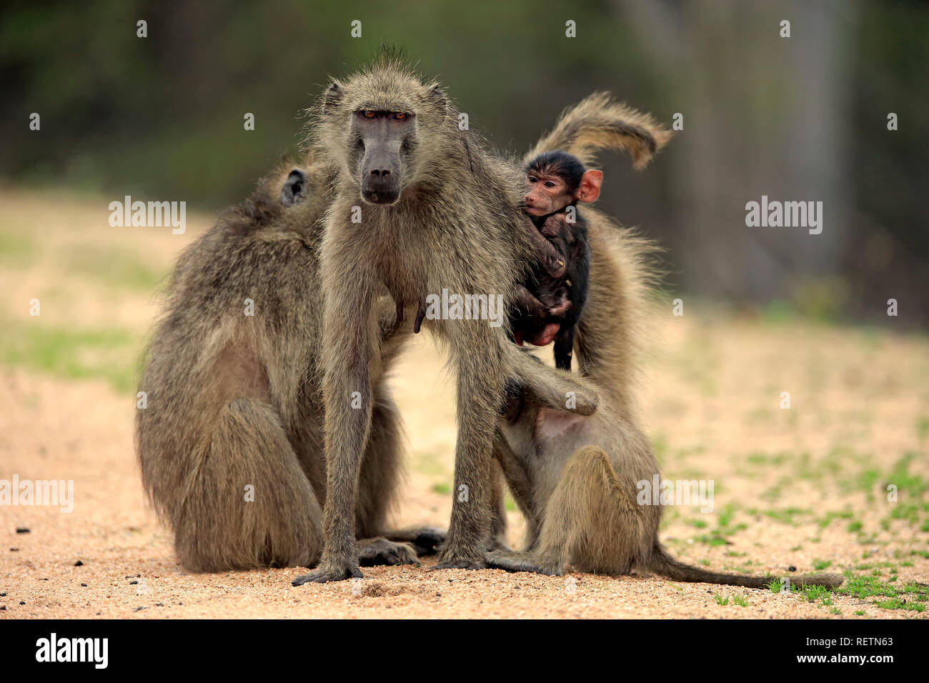 Baboons in south africa hi-res stock photography and images - Alamy