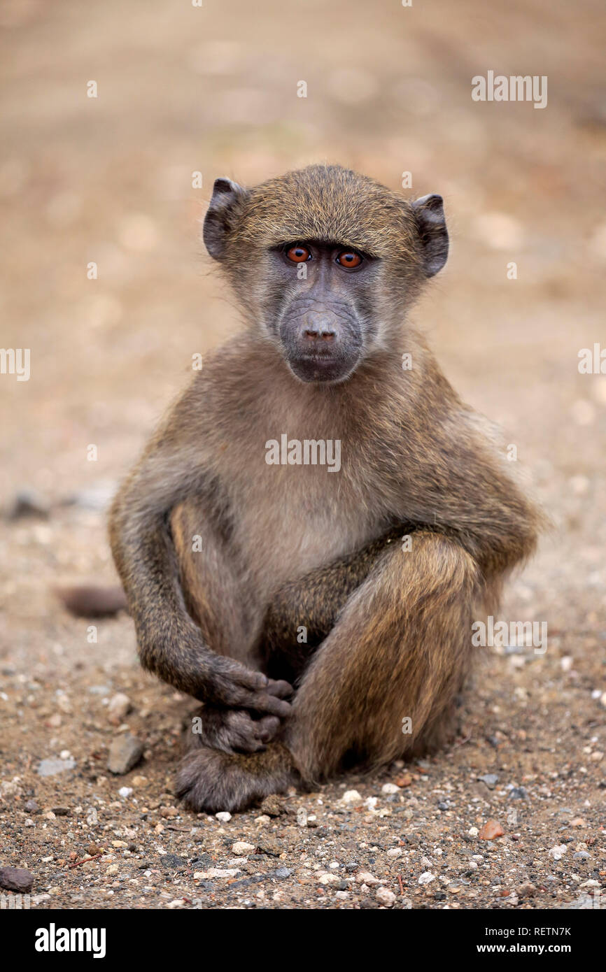 Chacma Baboon, Kruger Nationalpark, South Africa, Africa, (Papio ...