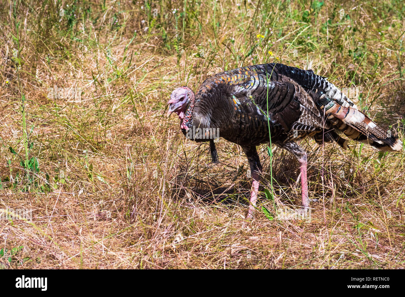 Wild turkey (Meleagris gallopavo) female looking for food on a dry ...