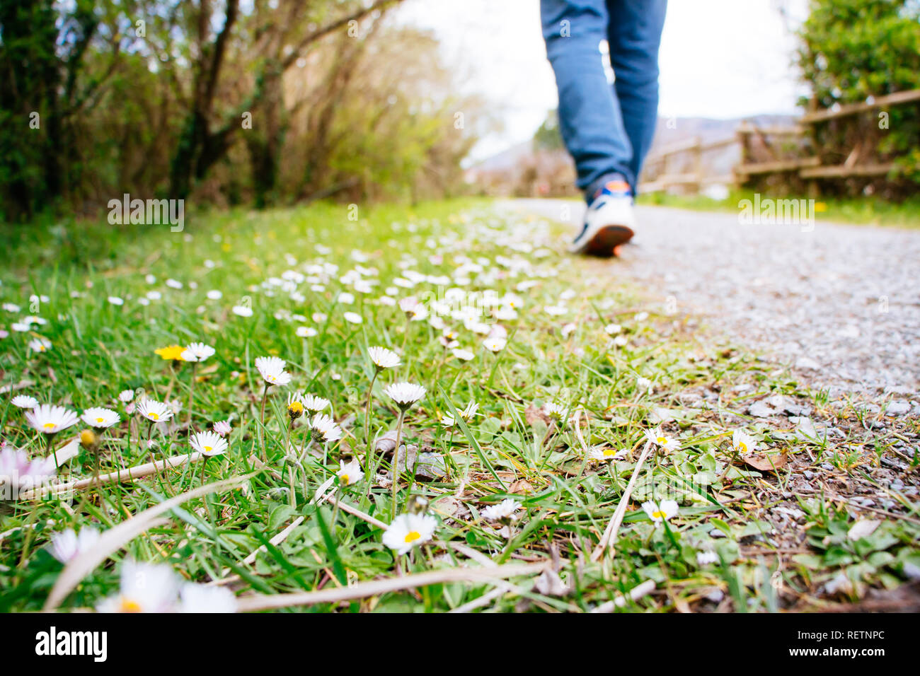 Man in jeans and sport sneakers walking along a path in springtime ...