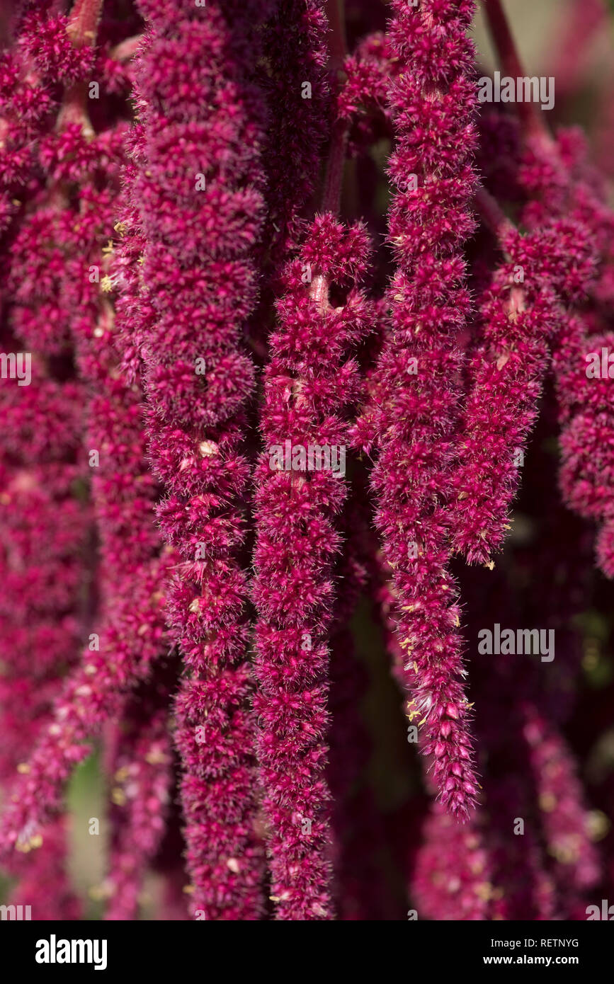 Amaranthus spec hi-res stock photography and images - Alamy