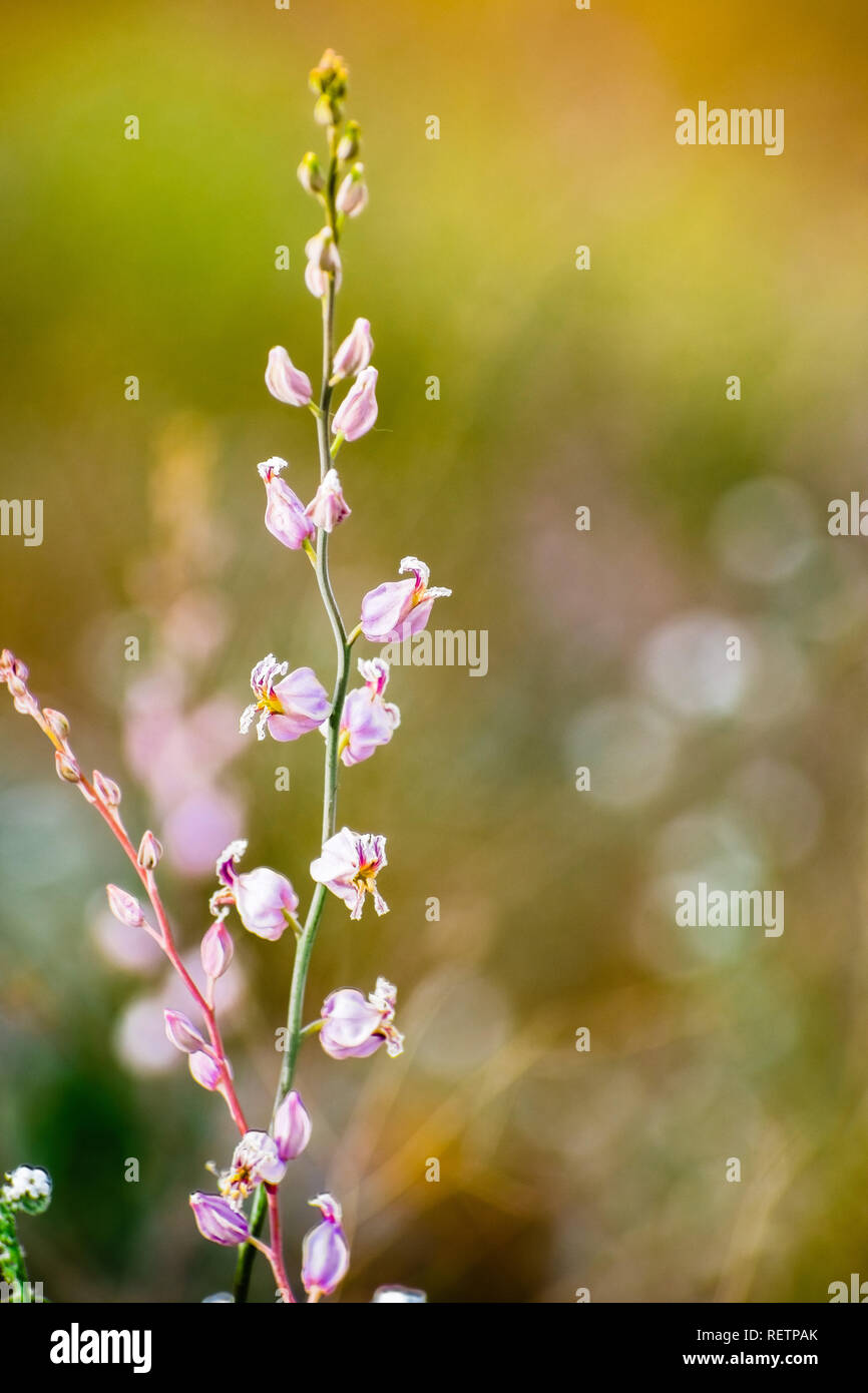 Delicate jewel hi-res stock photography and images - Alamy