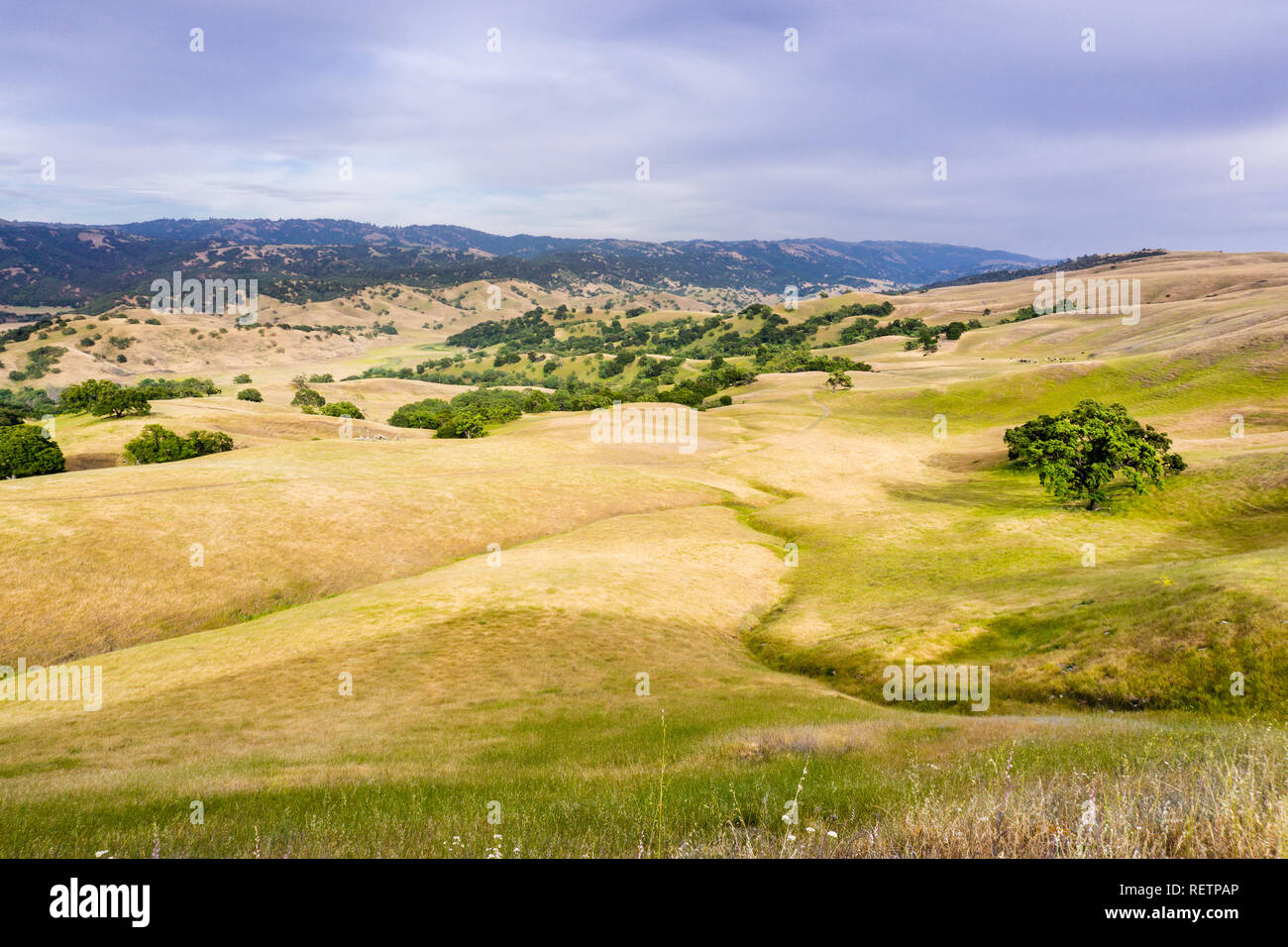 Rolling hills golden grass oak hi-res stock photography and images - Alamy