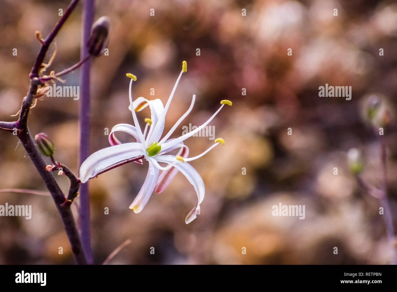 Soaproot plant (Chlorogalum pomeridianum) in bloom, south San Francisco ...