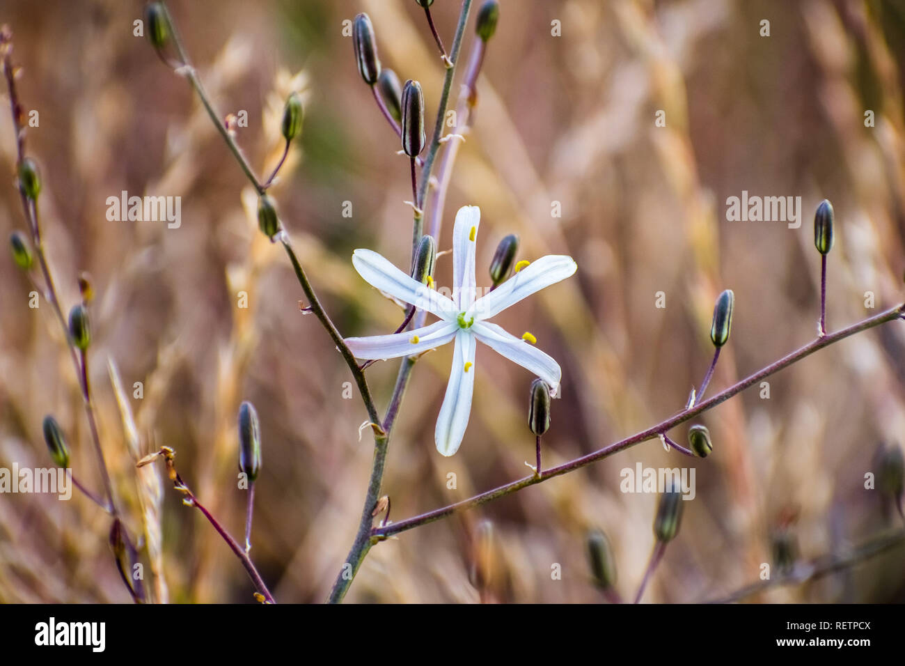 Medicinal plant south america hi-res stock photography and images - Alamy