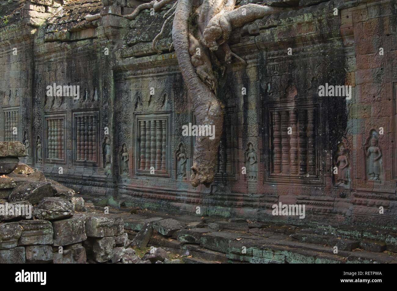 Kapok tree growing in the ruins of Preah Khan Temple, Angkor, UNESCO ...