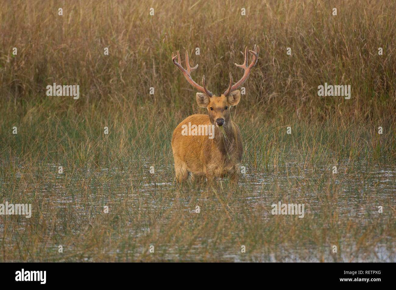 Barasingha madhya pradesh hi-res stock photography and images - Alamy