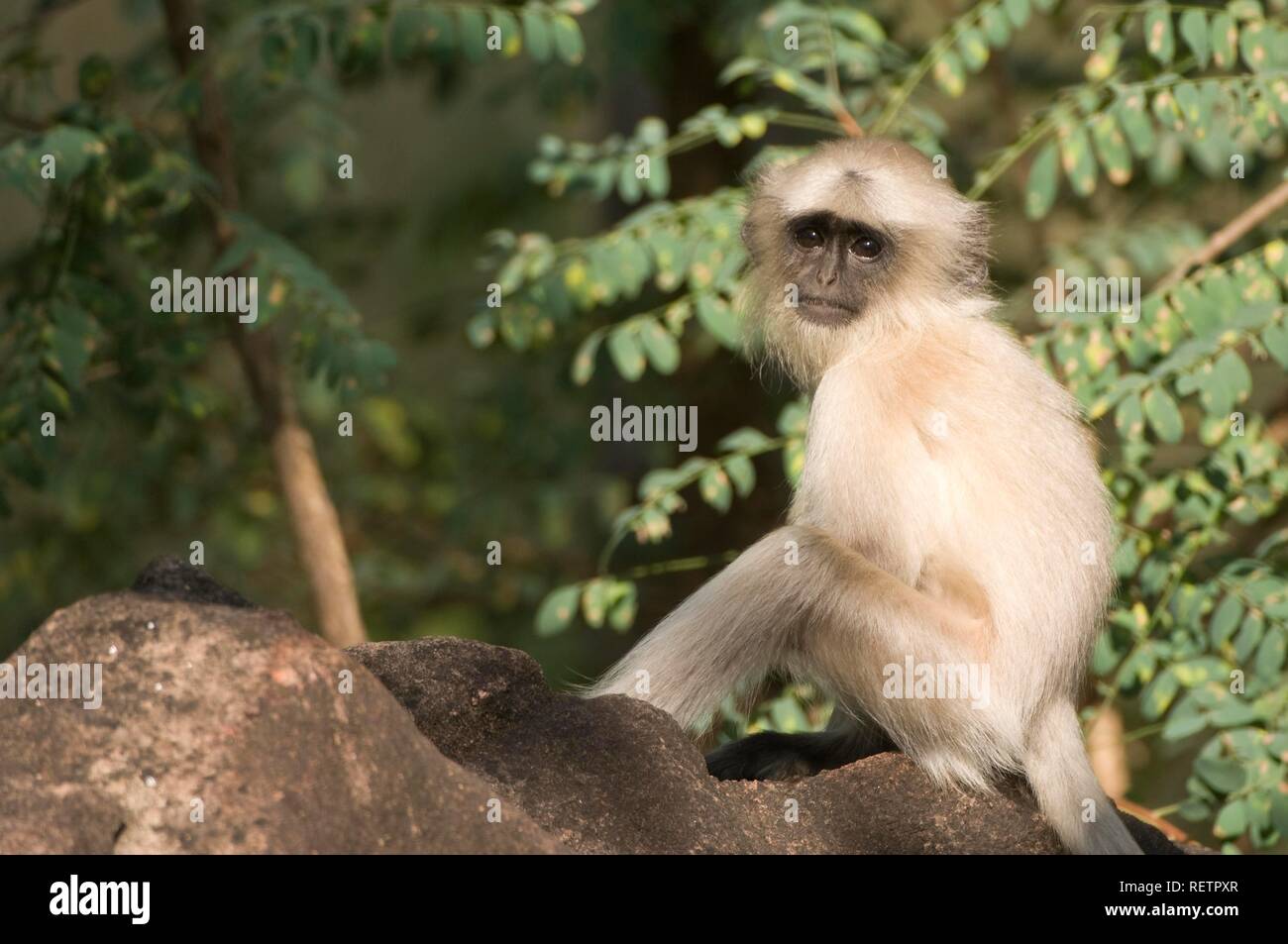 Hanuman Langur or common Langur (Semnopithecus entellus), young, Pench ...
