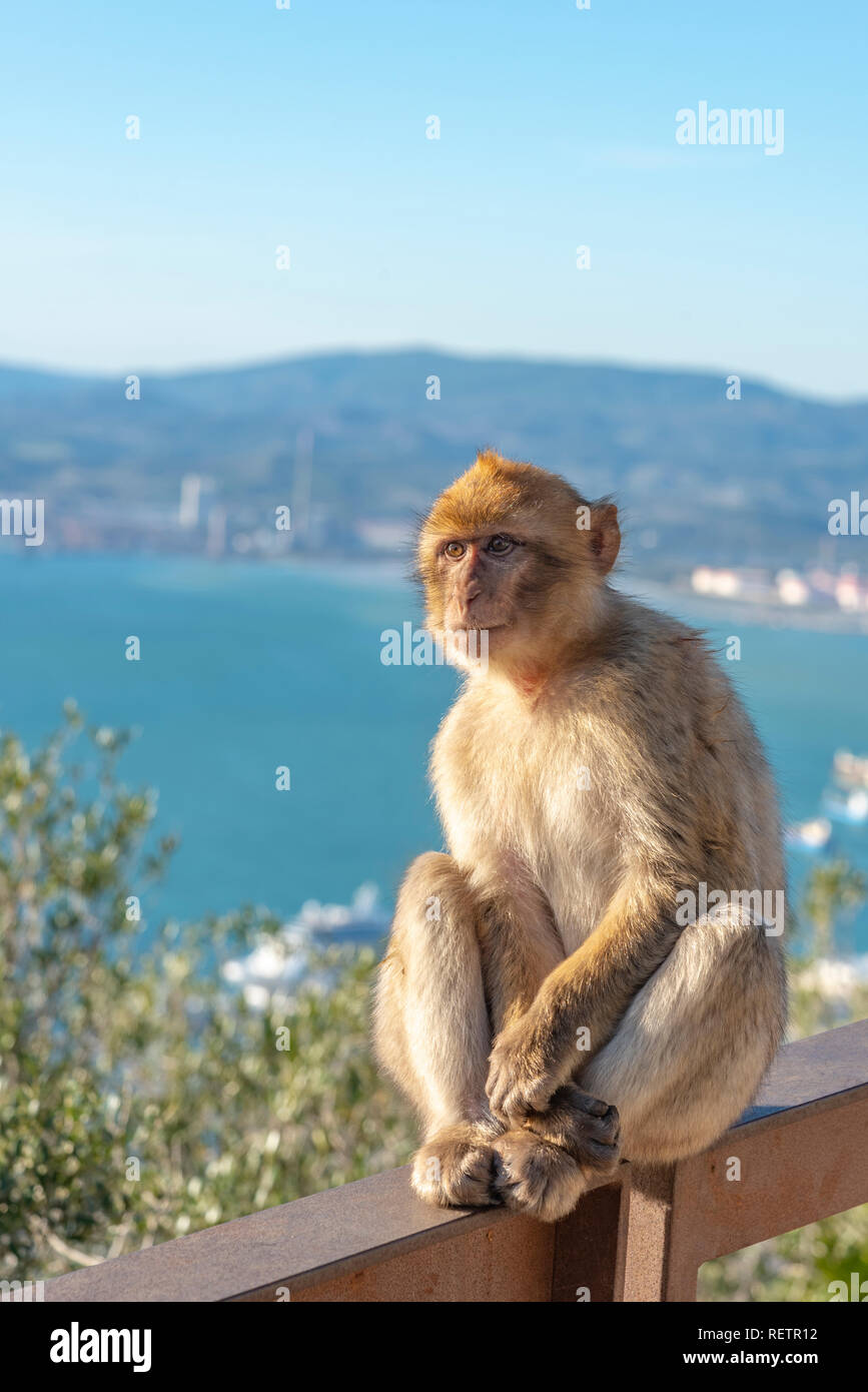 Monkeys watching the sea hi-res stock photography and images - Alamy