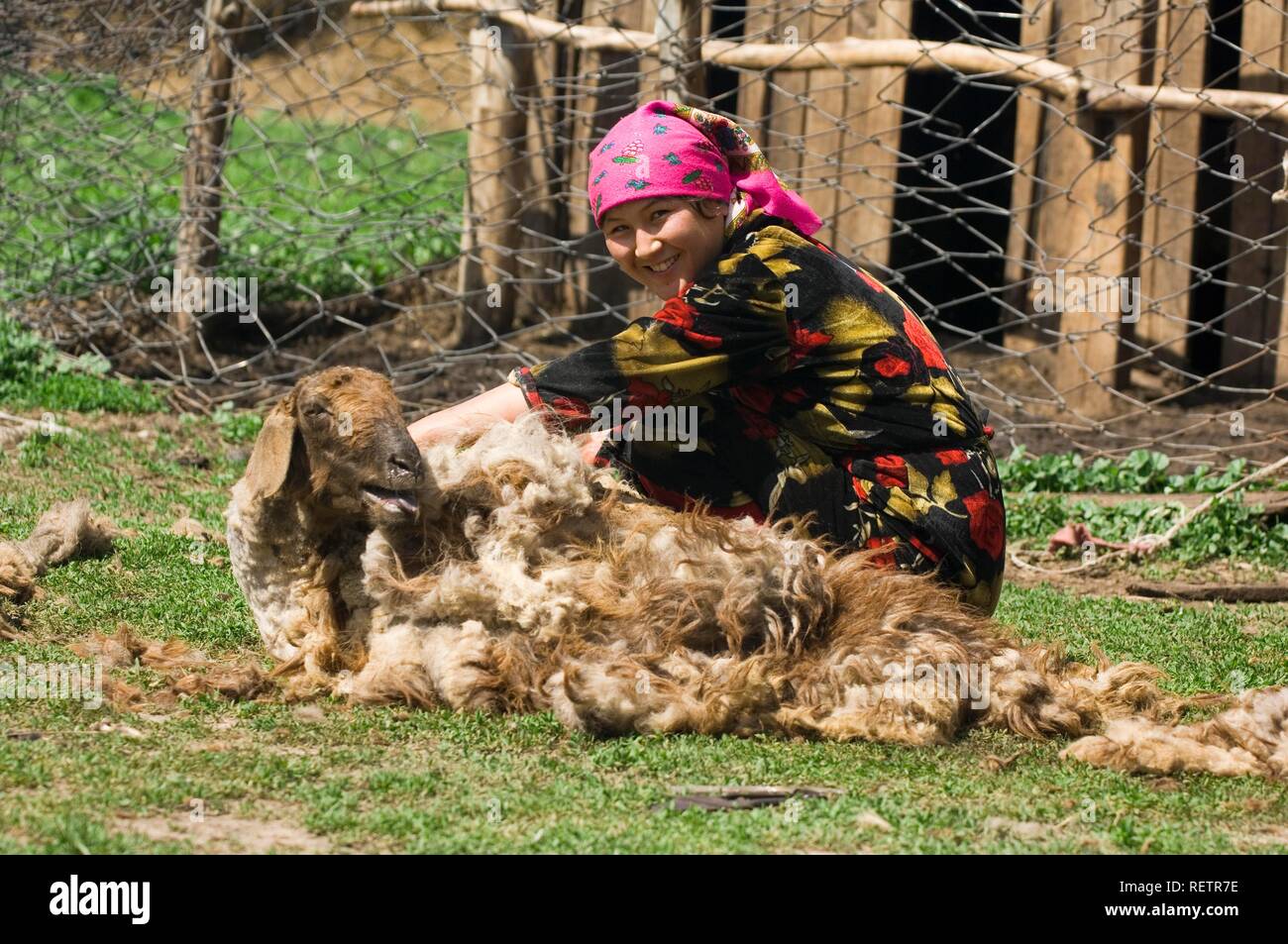 Female Sheep Shearing Stock Photos & Female Sheep Shearing Stock Images ...