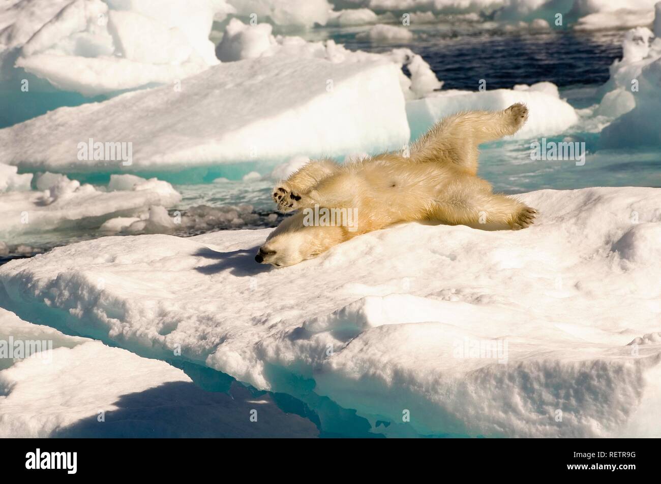 Polar Bear (Ursus maritimus) on floating ice, Davis Strait, Labrador ...
