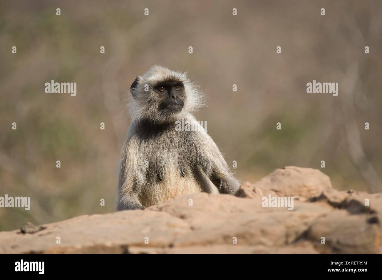 Monkeys ranthambore national park hi-res stock photography and images ...