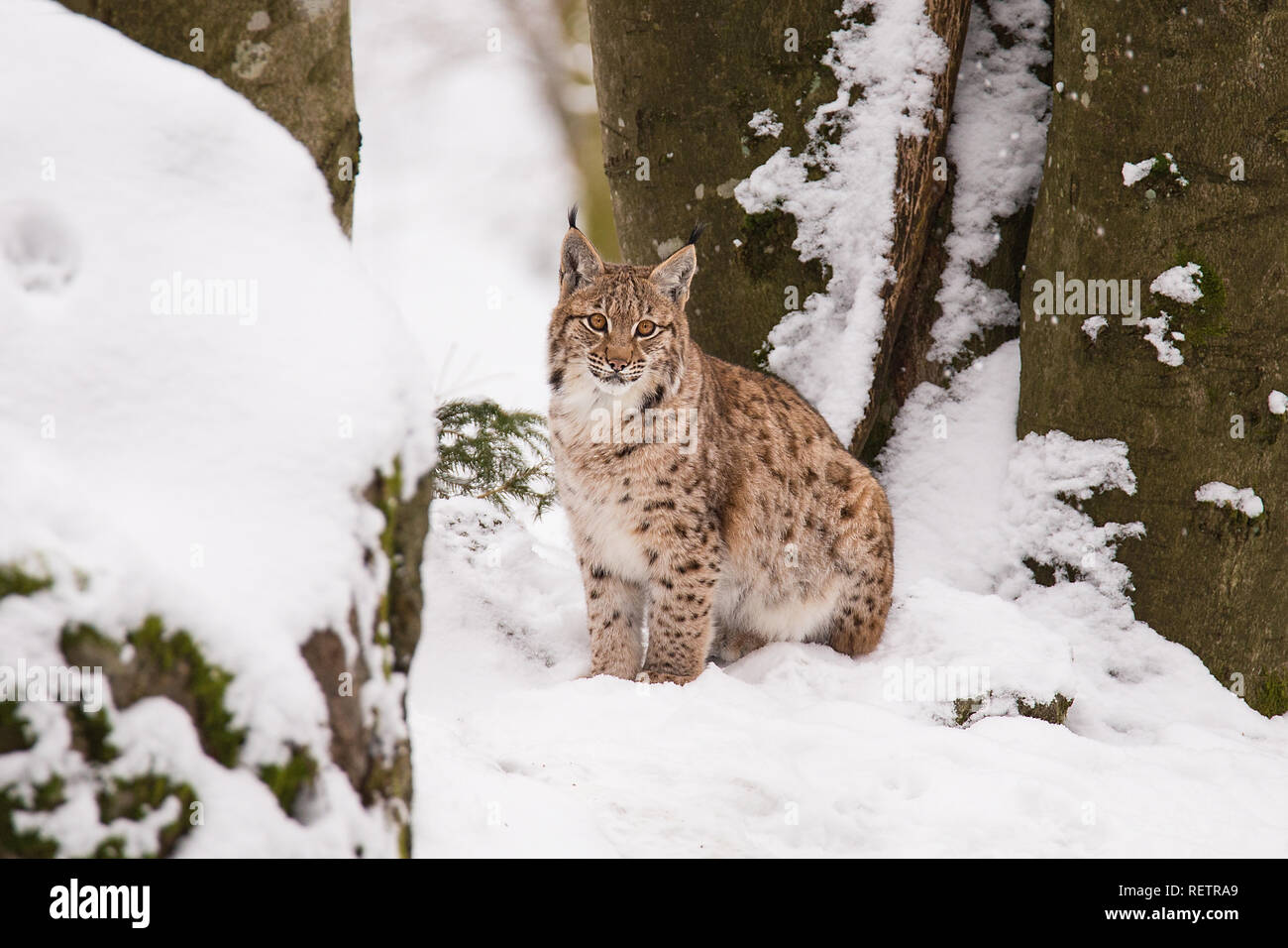 Eurasian lynx - Lynx lynx sitting on the snow Stock Photo - Alamy