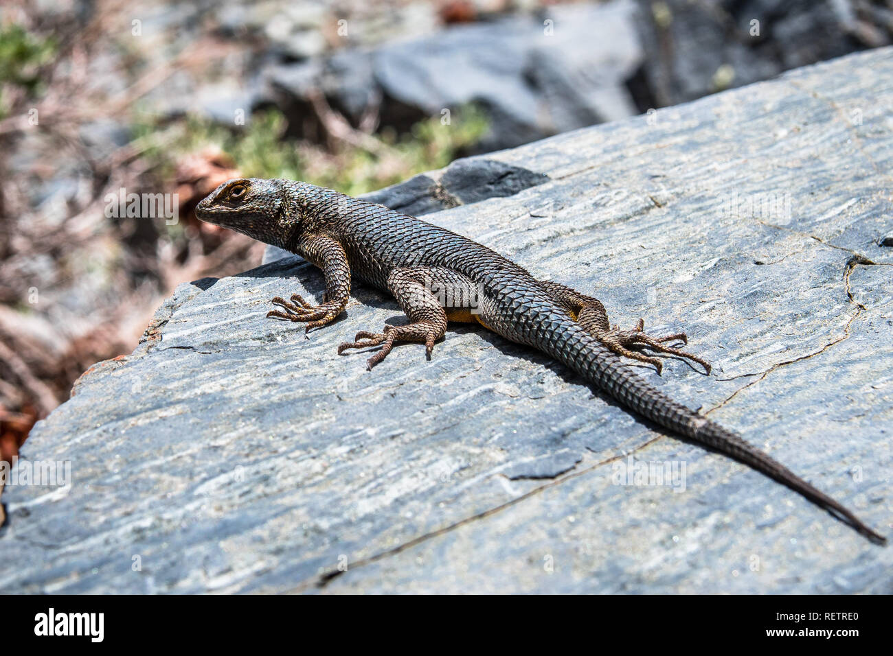 Death valley california animal hi-res stock photography and images - Alamy
