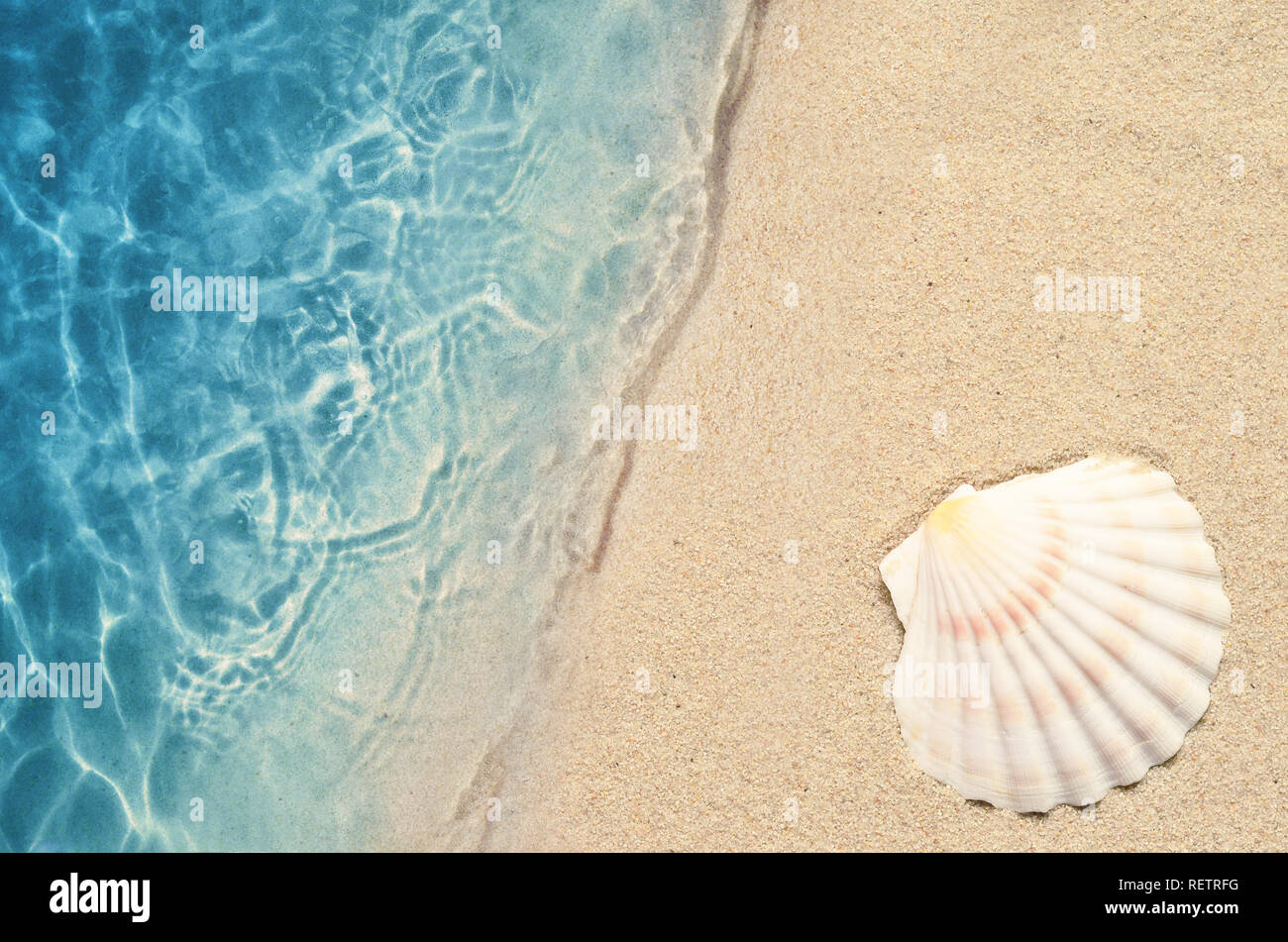 Seashell on the summer beach in sea water. Summer background. Summer ...
