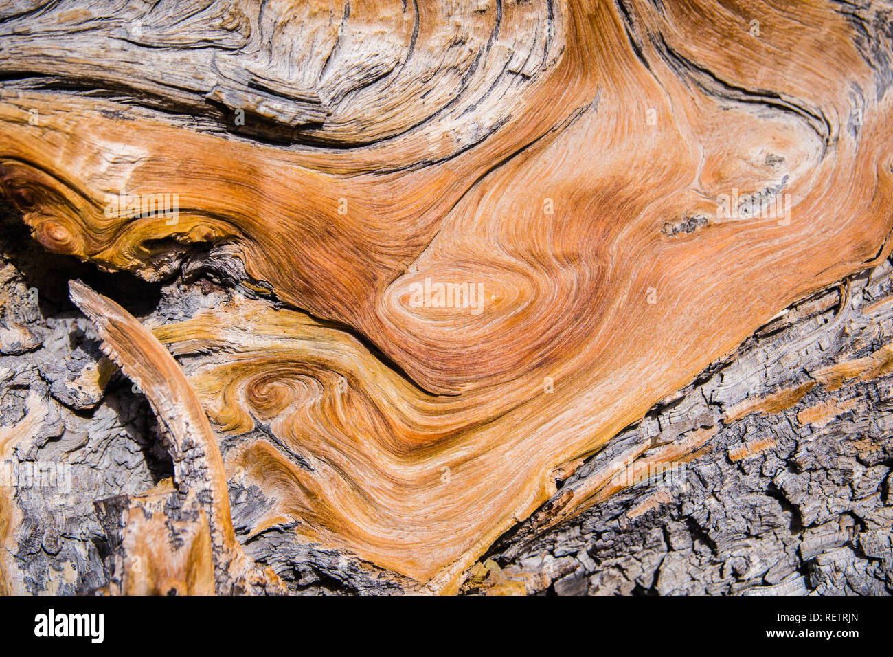 Close up of a pine tree wood burl, Death Valley National Park ...