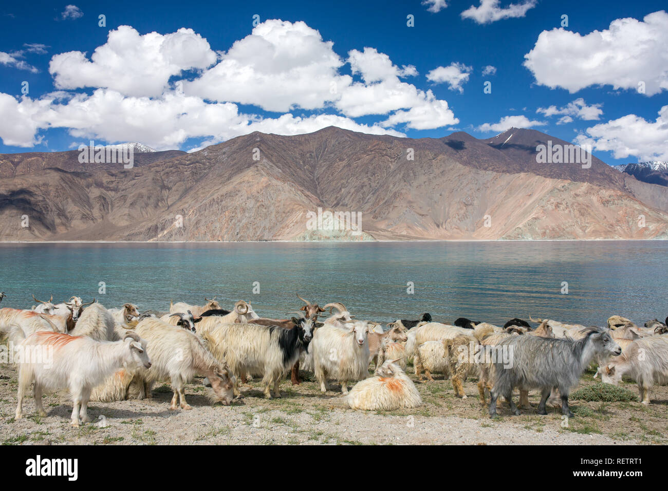 Herd of goats grazing on the meadow near the highland lake Pangong Tso ...