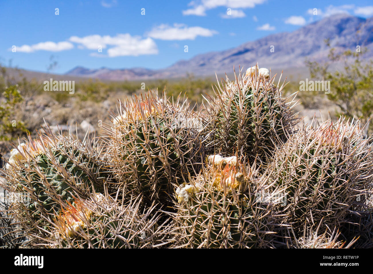 Cactus death valley california usa hi-res stock photography and images ...
