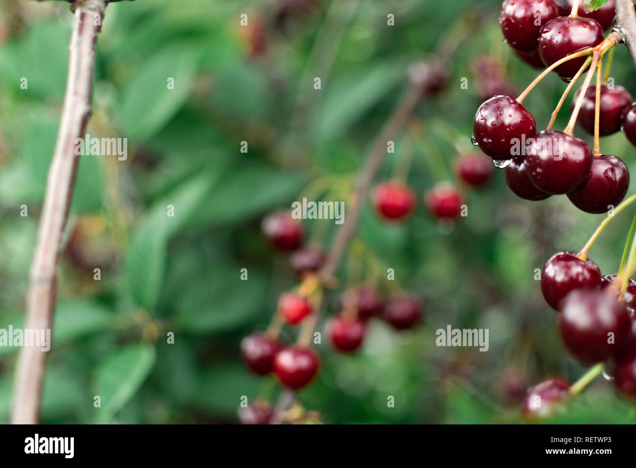 Ripe juicy cherries on the tree just before harvest Stock Photo - Alamy