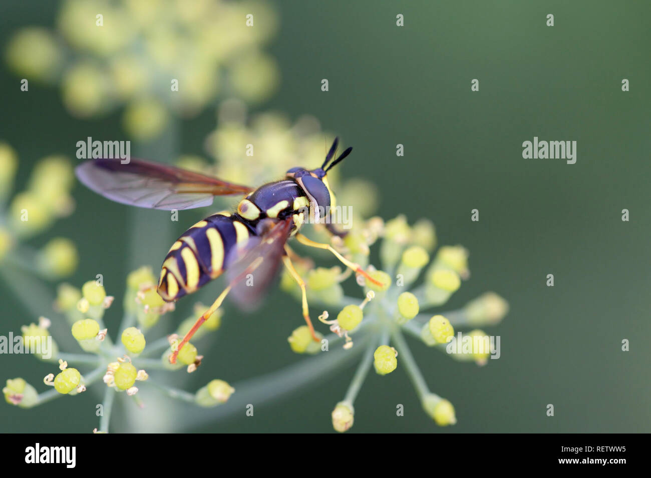 Macro of an european wasp in a bloomy northern portuguese meadow Stock ...
