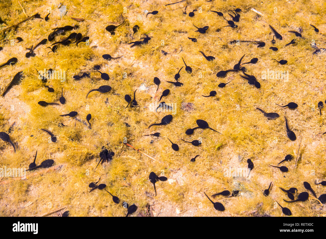 Black tadpoles swim in shallow hi-res stock photography and images - Alamy