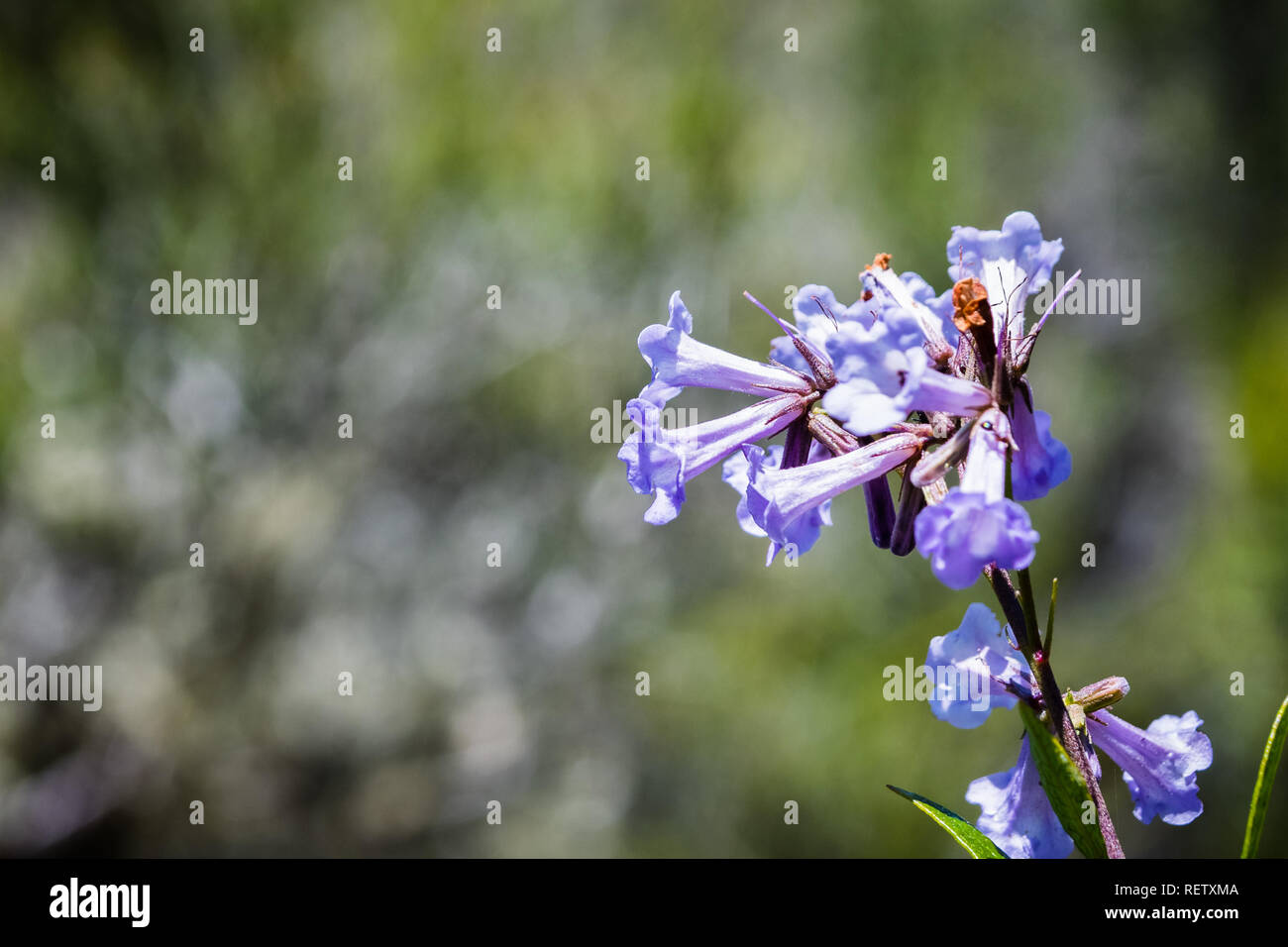 Yerba santa (Eriodictyon californicum) wildflowers blooming in Santa ...