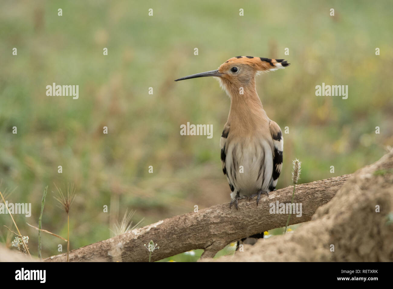 Eurasian Hoopoe / Upupa epops Stock Photo - Alamy