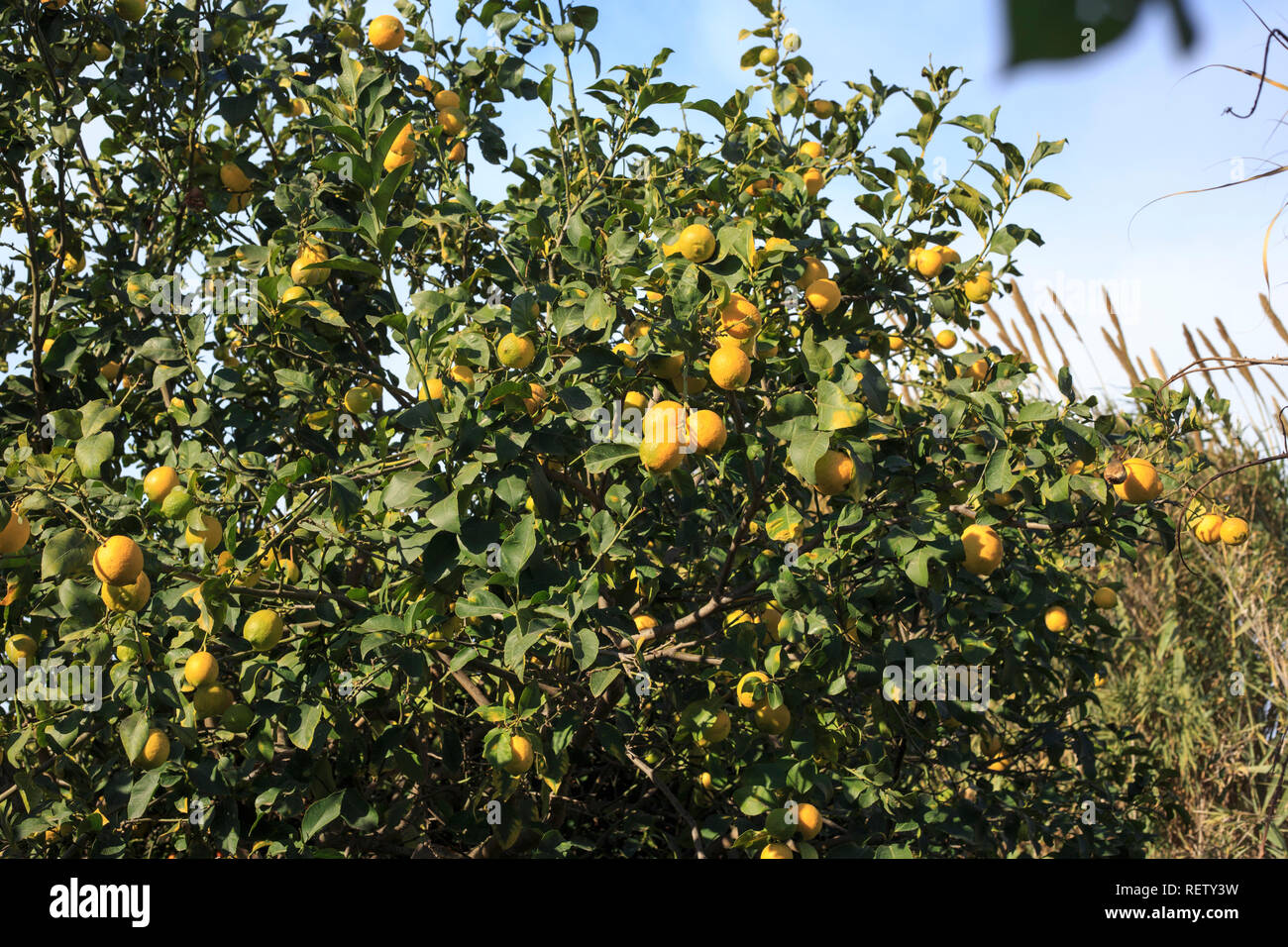 Lemon tree in mediterranean garden Stock Photo - Alamy