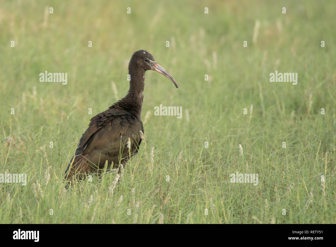 Glossy ibis bird silhouette hi-res stock photography and images - Alamy