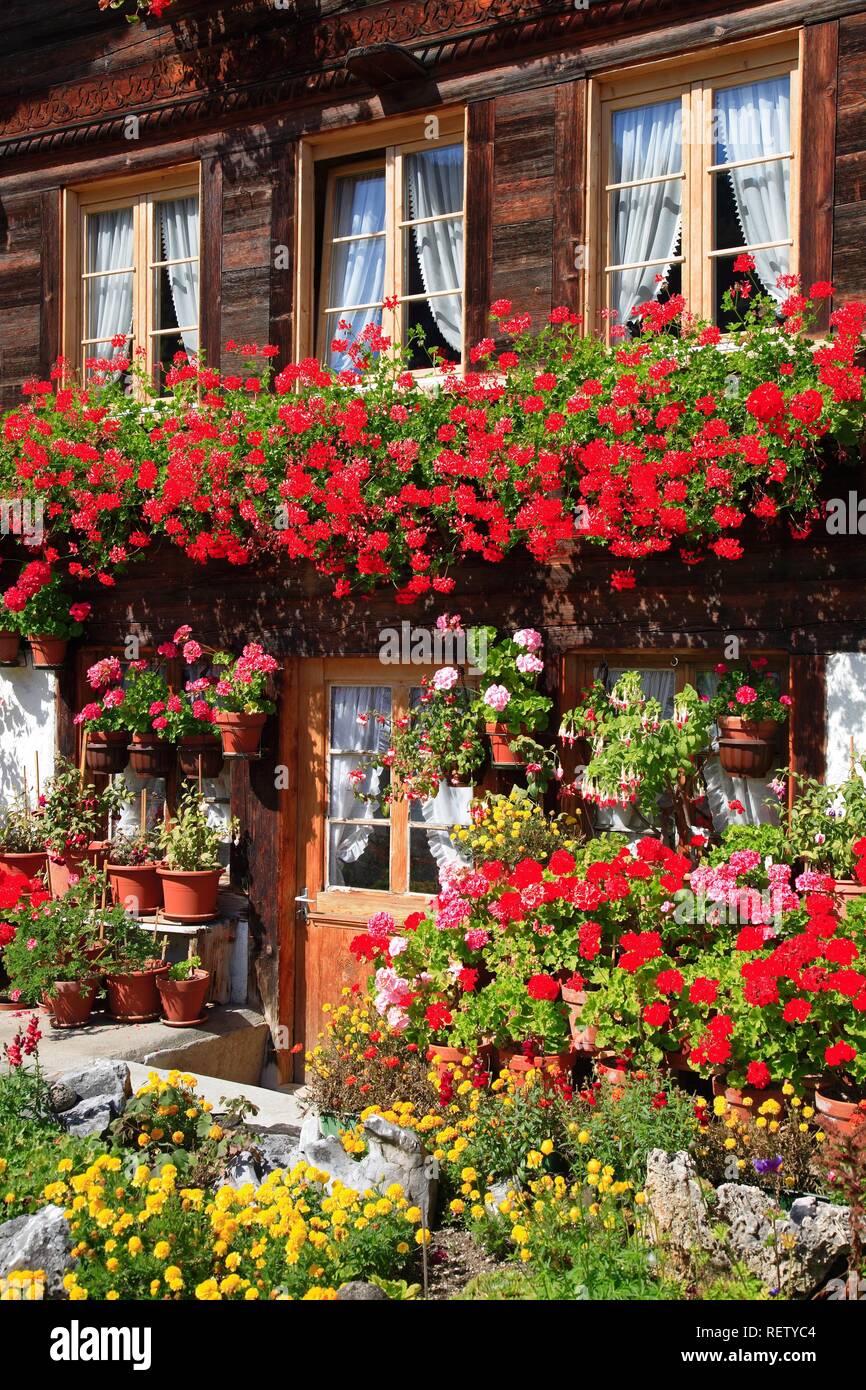Typical Simmental Valley farmhouse near Erlenbach, Bernese Oberland ...