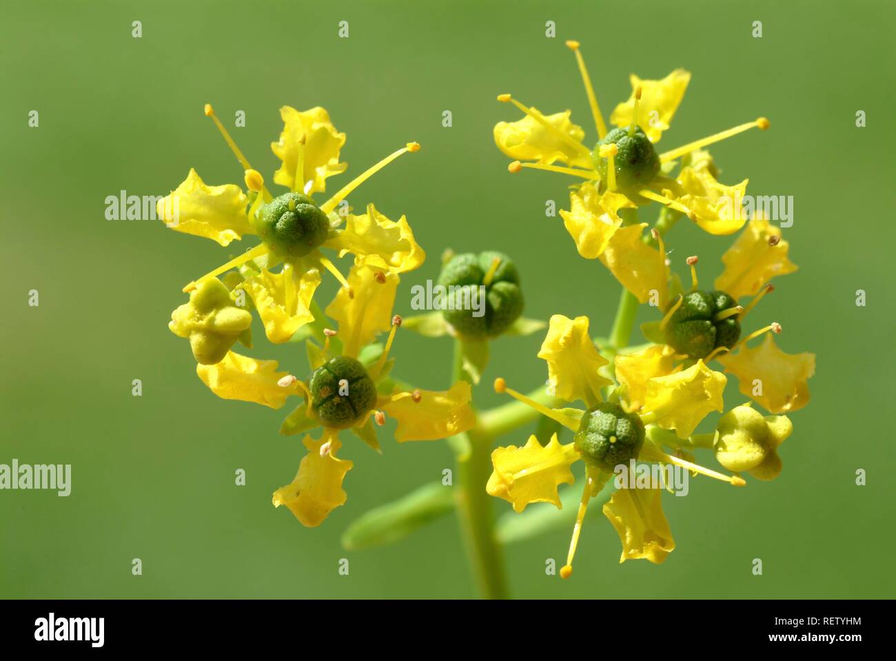 Common Rue (Ruta graveolens), blossom, medicinal plant Stock Photo - Alamy