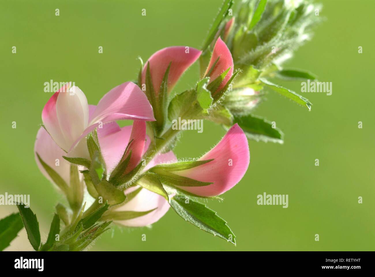 Spiny Restharrow (Ononis spinosa), medicinal plant Stock Photo - Alamy