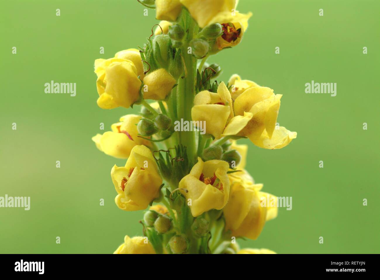 Dark Mullein (Verbascum nigrum), medicinal plant Stock Photo - Alamy