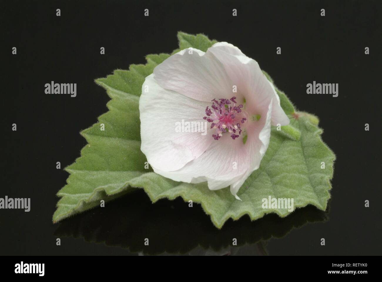 Marsh Mallow (Althaea officinalis), medicinal plant Stock Photo - Alamy