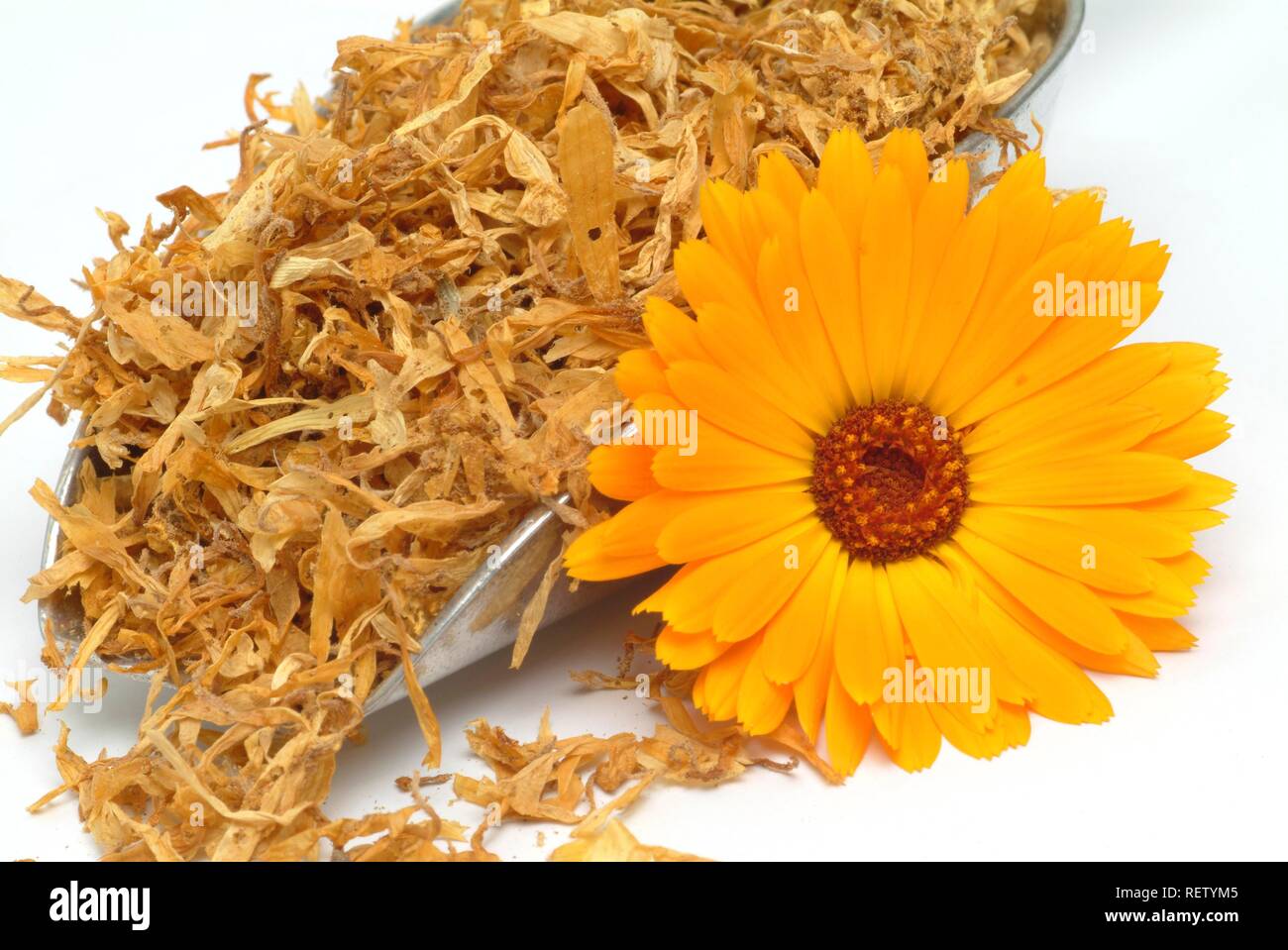 Pot Marigold (Calendula officinalis Stock Photo - Alamy