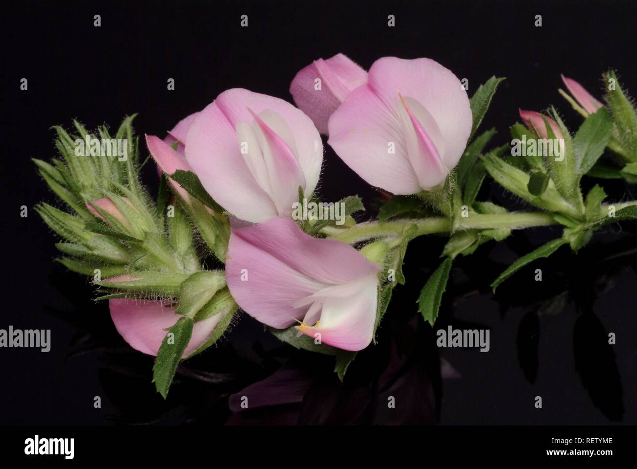 Spiny Restharrow (Ononis spinosa), medicinal plant Stock Photo - Alamy