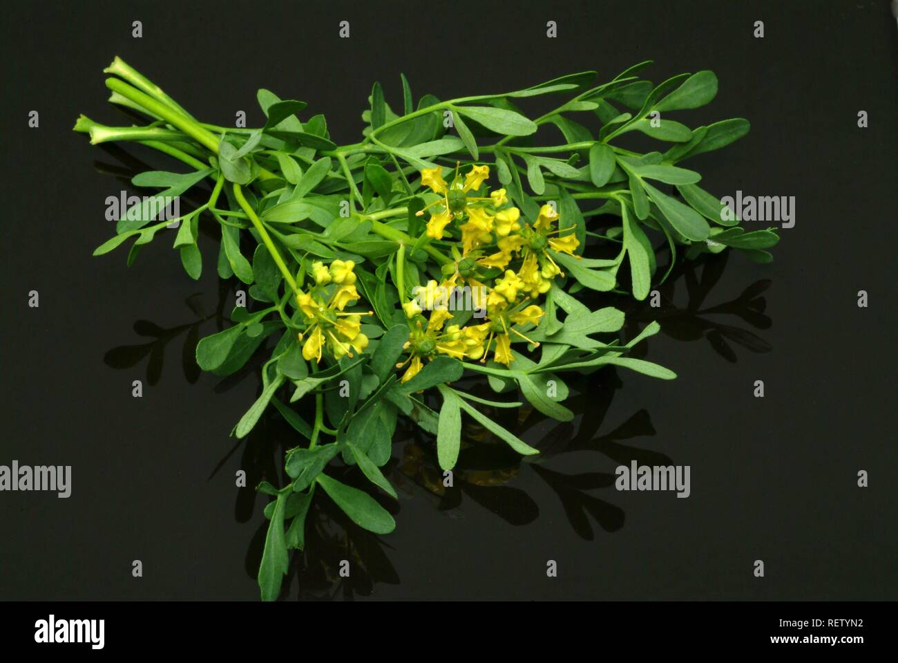 Common Rue (Ruta graveolens, Ruta comune), medicinal plant Stock Photo ...