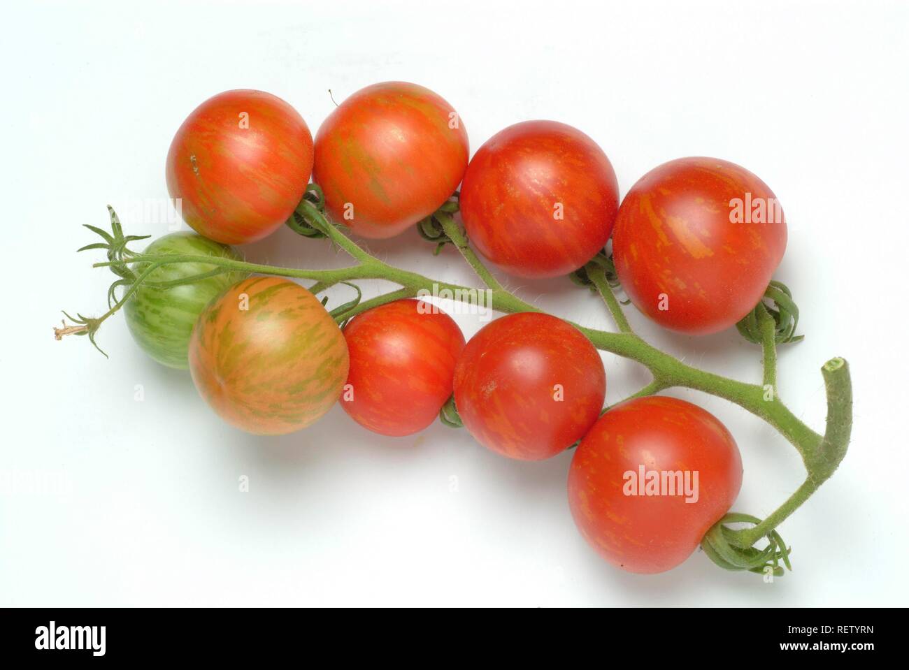 Tomatoes cherry cocktail tomatoes hi-res stock photography and images ...