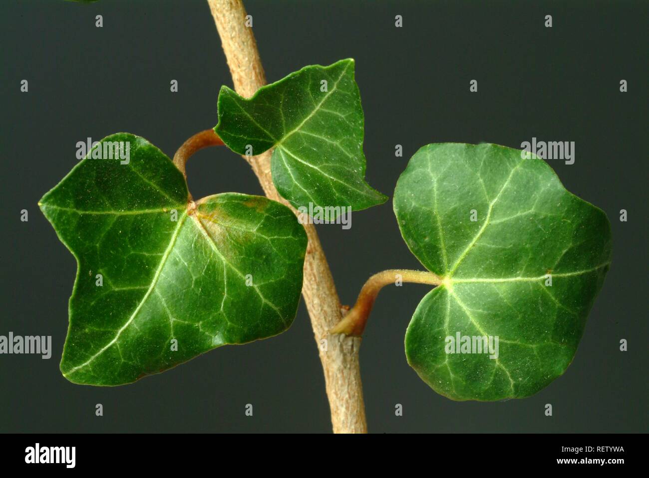 Ivy leaves (Hedera helix), medicinal plant Stock Photo - Alamy