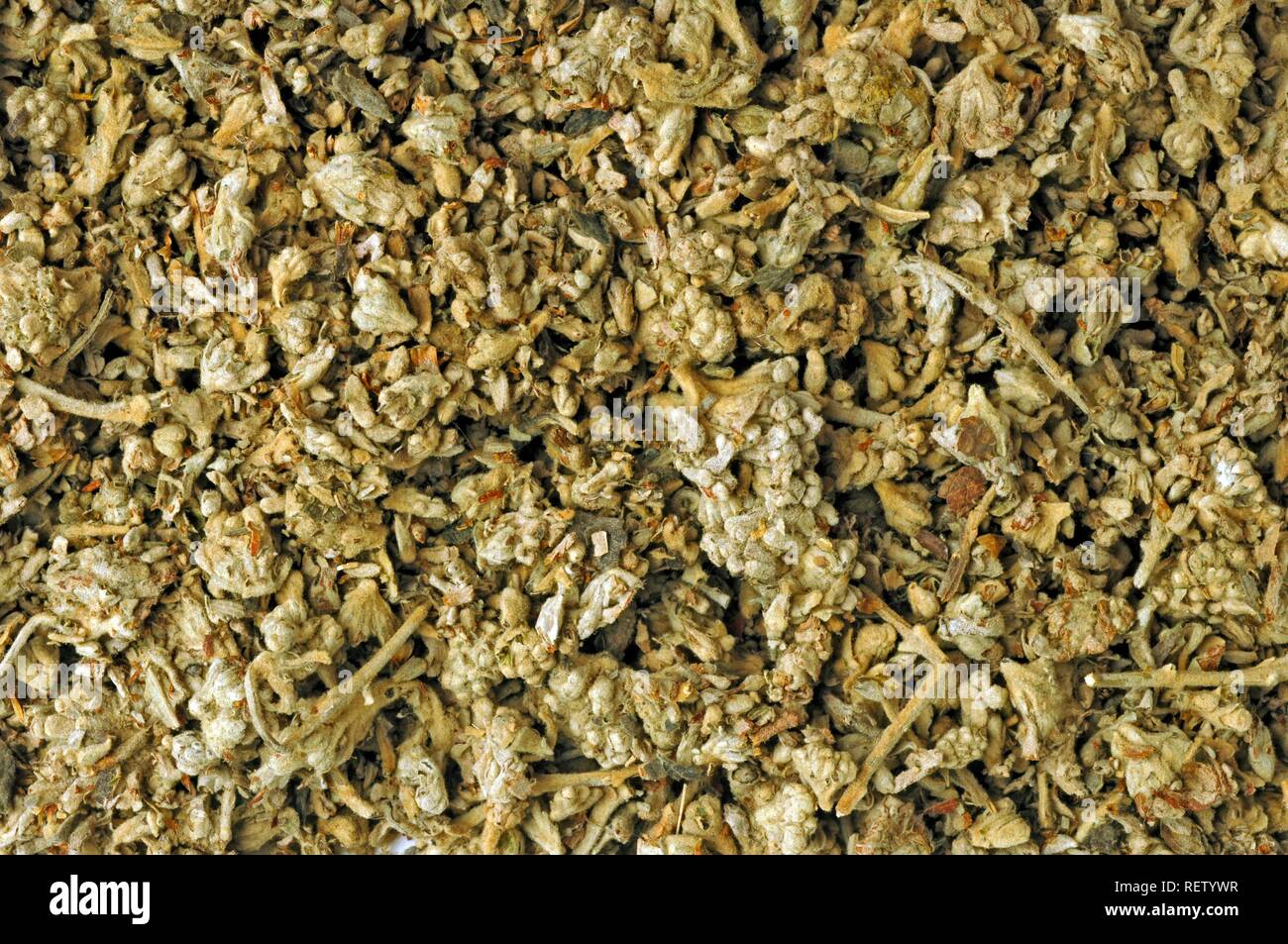 Buddleja (Buddleja officinalis), dried Butterfly Bush blossoms ...