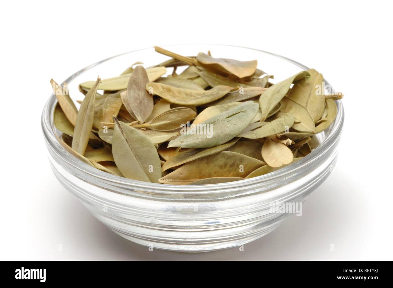 Common Box (Buxus sempervirens), dried Box leaves, natural remedy Stock ...