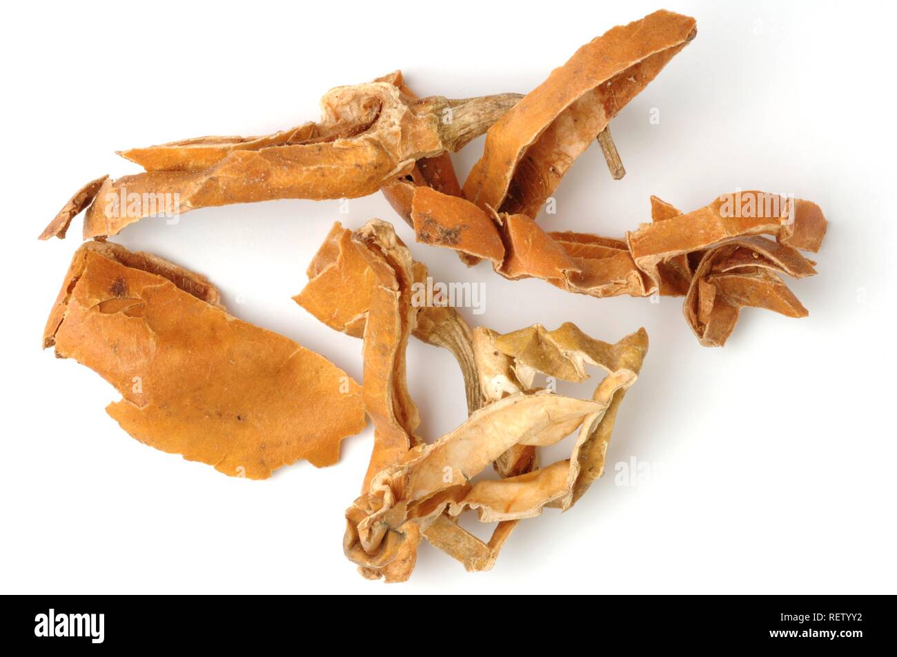 Dried Gualou shells (Trichosanthes), used in traditional Chinese ...