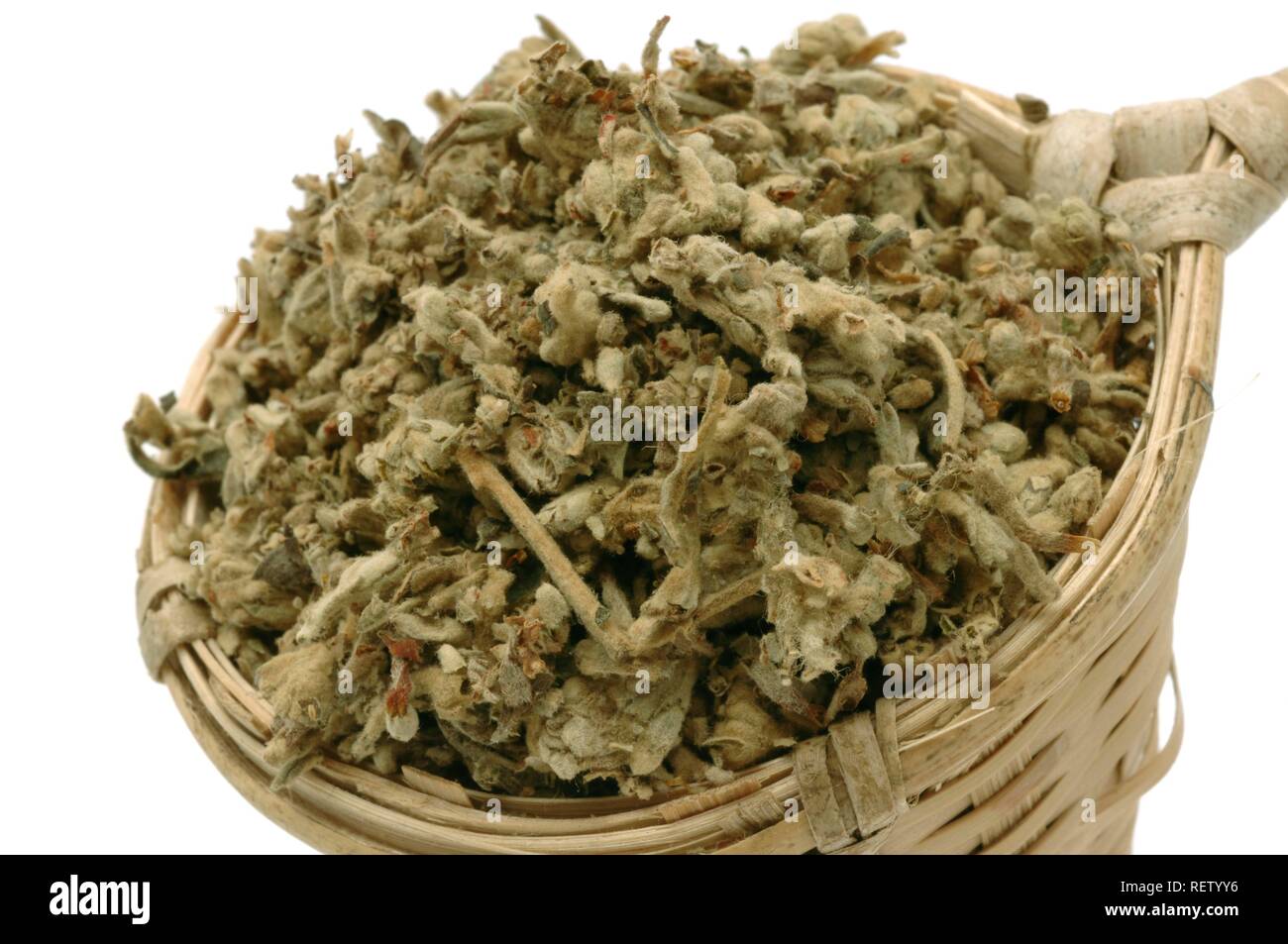 Buddleja (Buddleja officinalis), dried Butterfly Bush blossoms ...