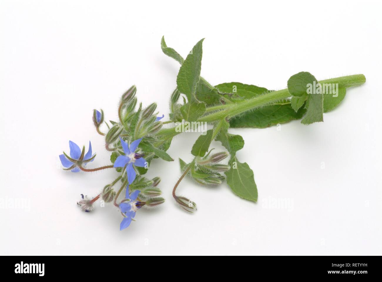 Medicinal plant herb medicinal herb hi-res stock photography and images ...