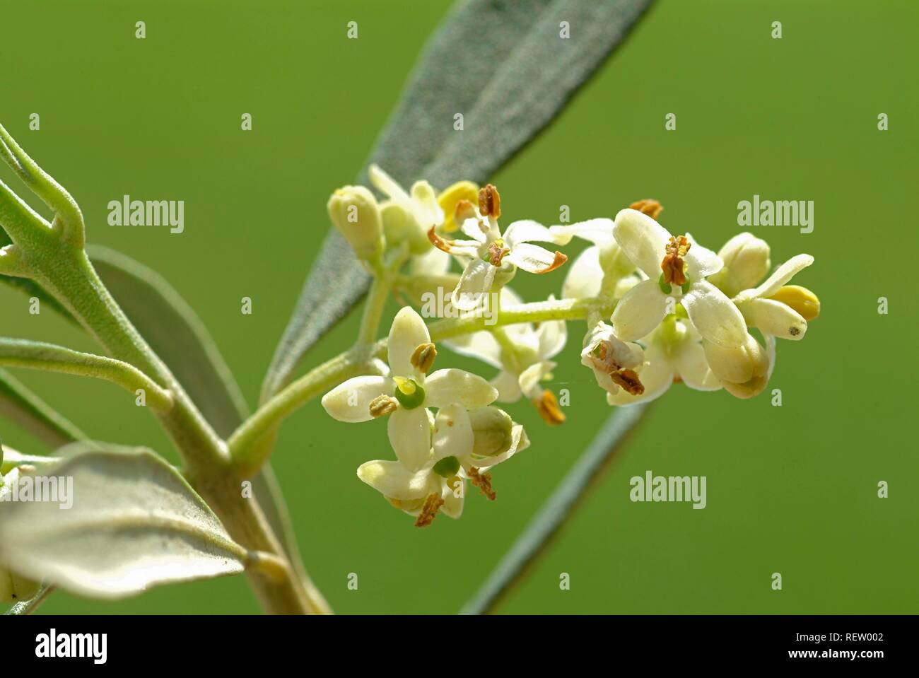 Olive tree blossom hi-res stock photography and images - Alamy