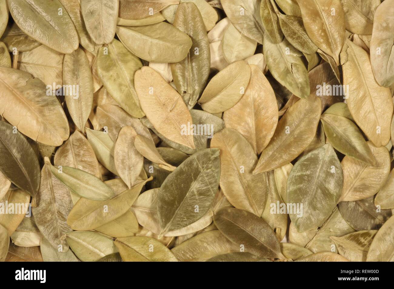 Common Box (Buxus sempervirens), dried Box leaves, natural remedy Stock ...